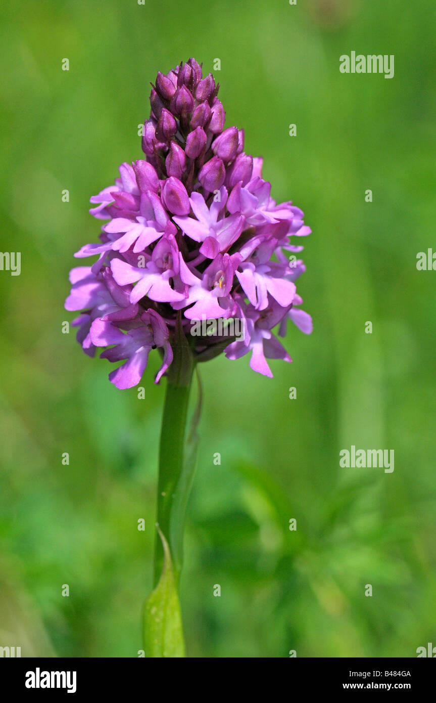 Pyramid Orchid (Anacamptis pyramidalis), flowering Stock Photo - Alamy