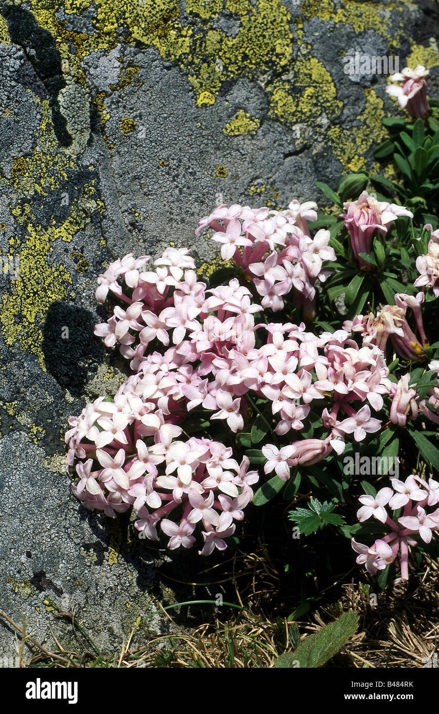 Striped daphne daphne striata hi-res stock photography and images - Alamy