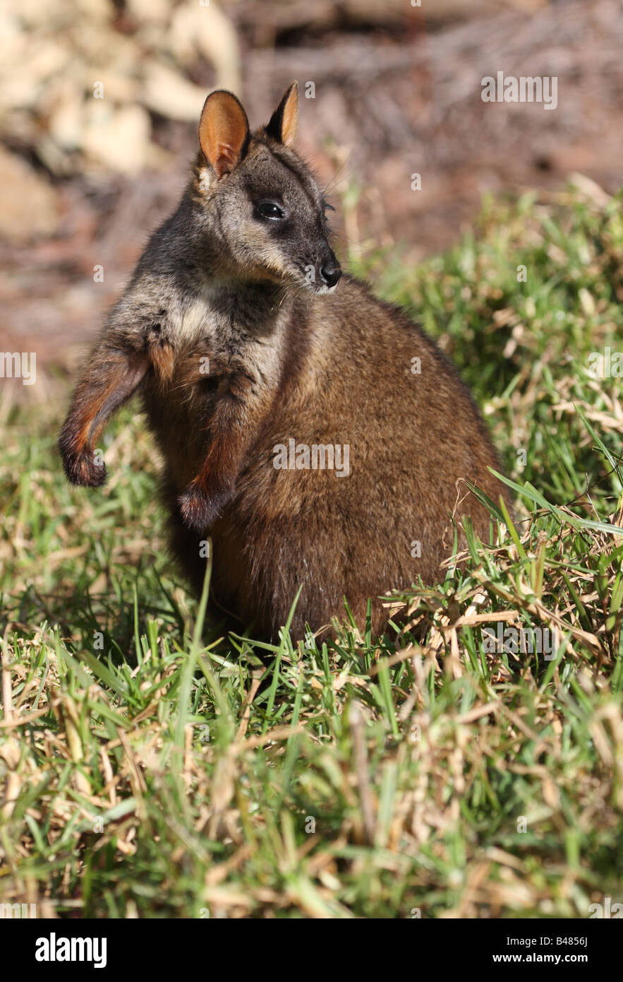 Brush-tailed rock wallaby standing alert Stock Photo - Alamy