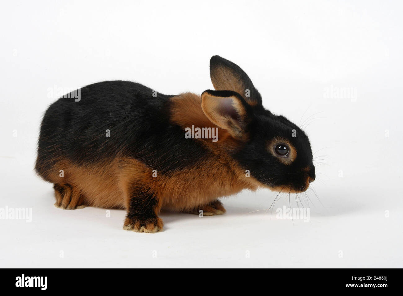 Tan Rabbit 13 weeks Domestic Rabbit Stock Photo - Alamy