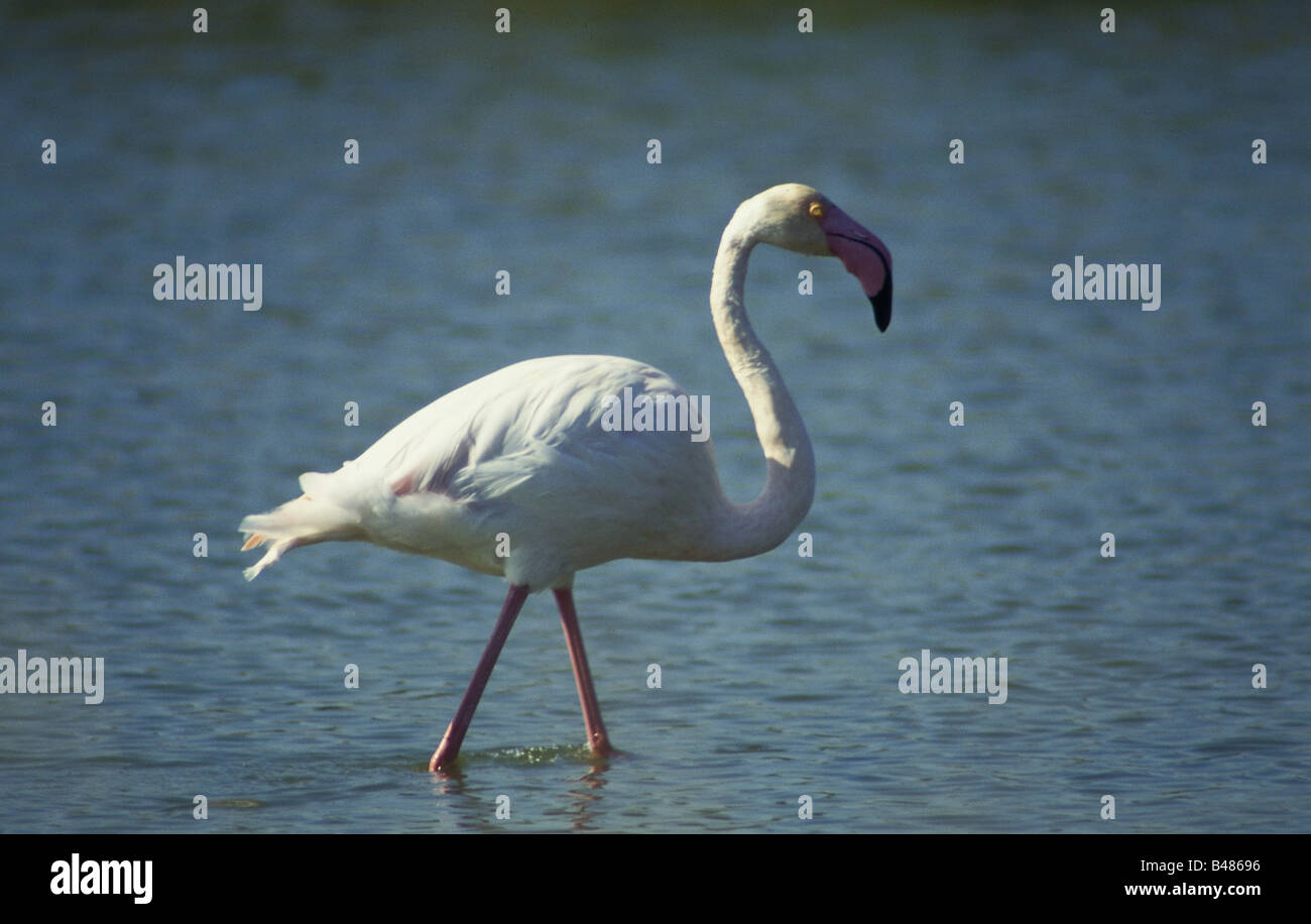 Phoenicopterus r ruber hi-res stock photography and images - Alamy