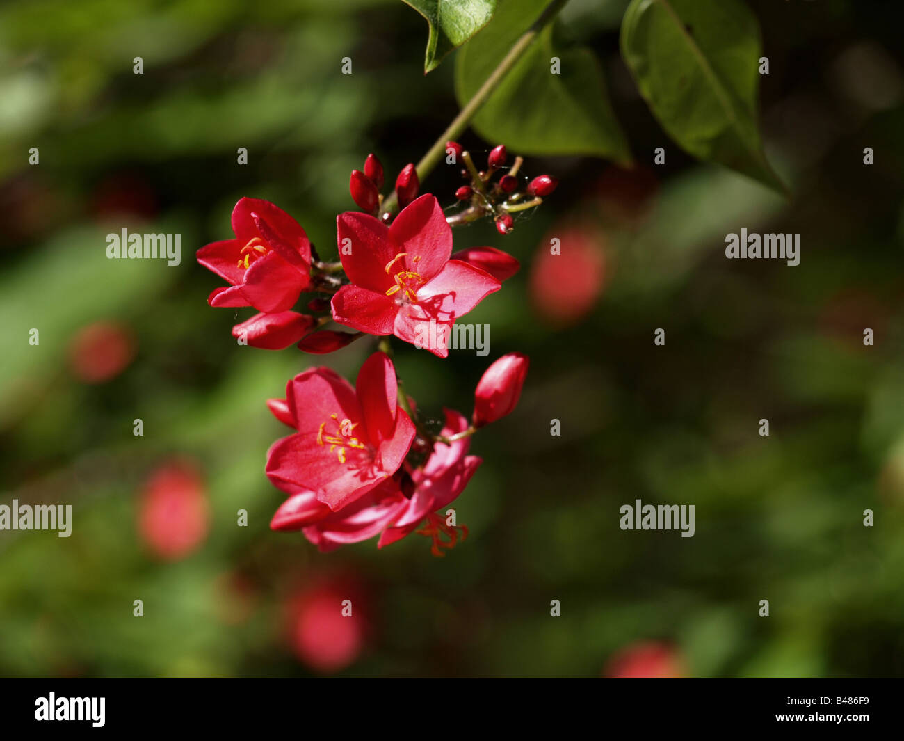 Rose flowered Jatropha flowers ( lat . : Jatropha integerrima , native ...
