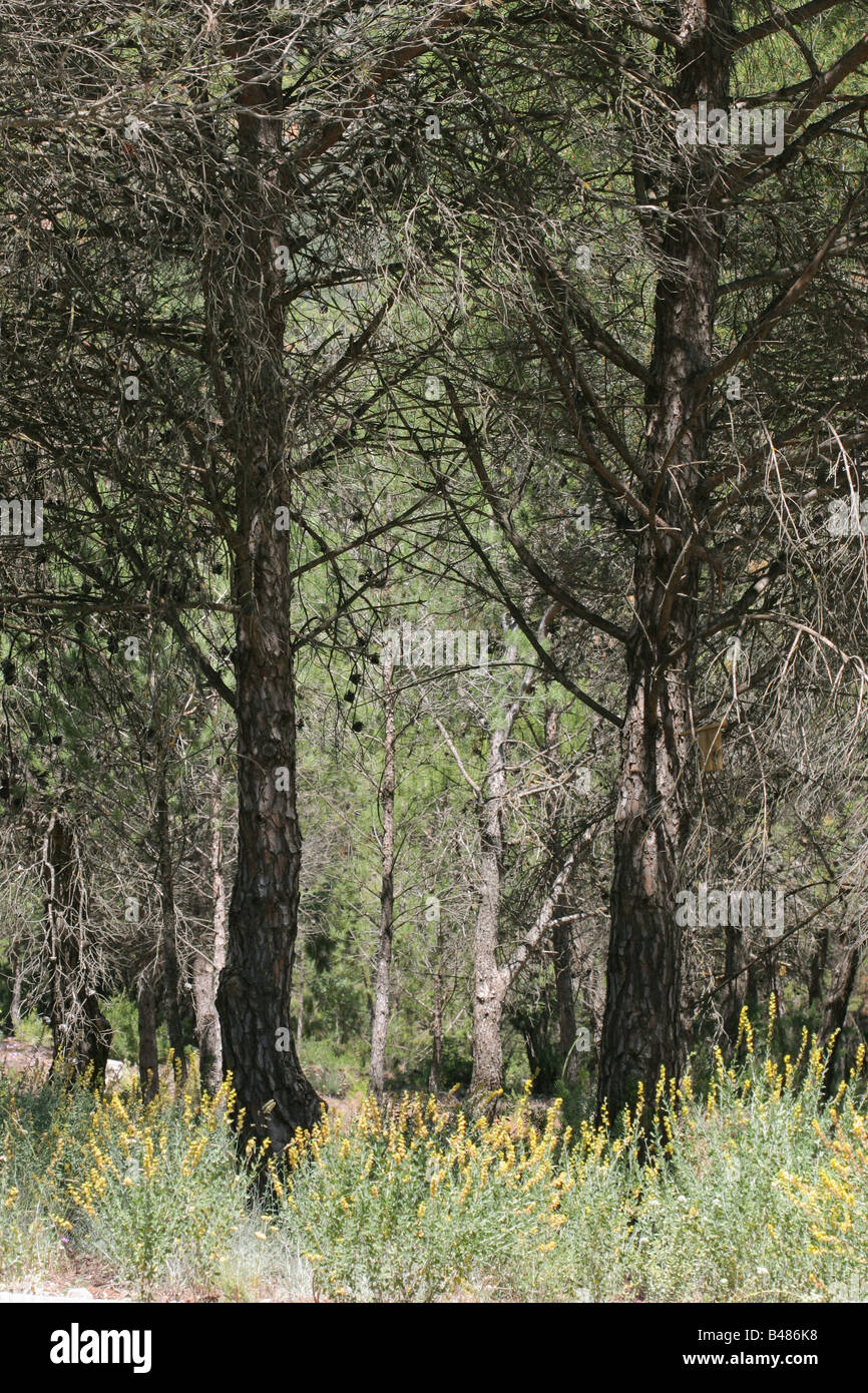 evergreen forest in Andalucia, Spain Stock Photo - Alamy