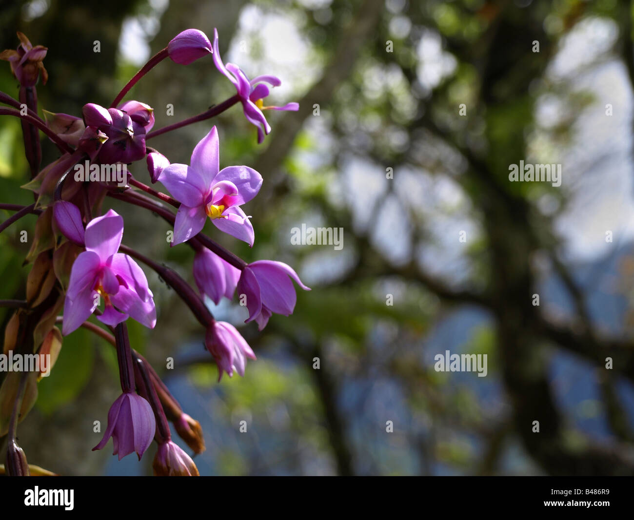 Hawaii island orchids hi-res stock photography and images - Alamy