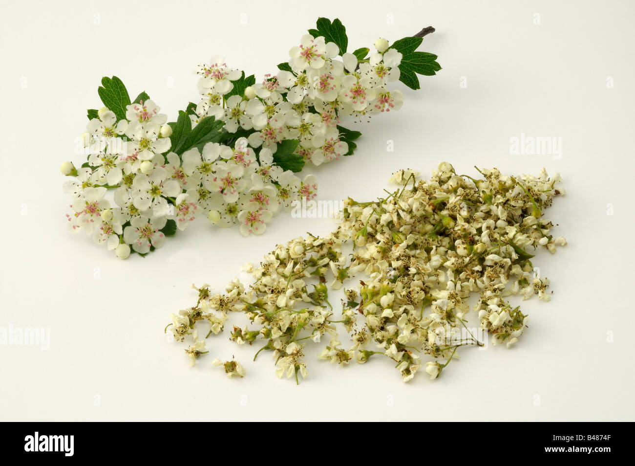 Hawthorn (Crataegus spec) flowering twig and dried flowers studio ...