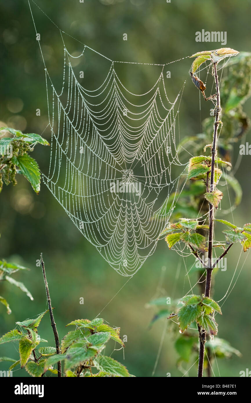 Spider web with dew drop hi-res stock photography and images - Alamy