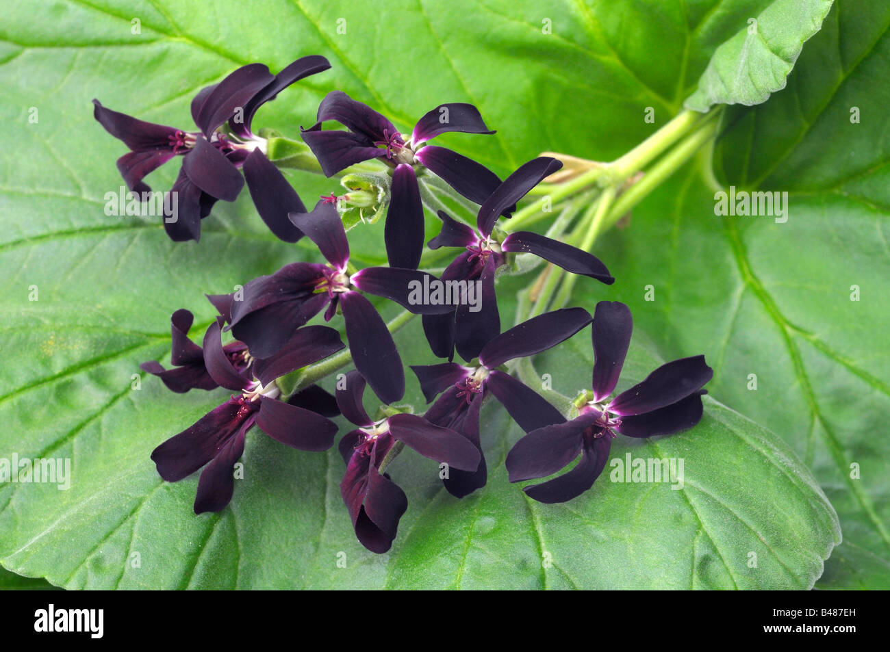 Umckaloabo, South African Geranium (Pelargonium sidoides, Pelargonium ...