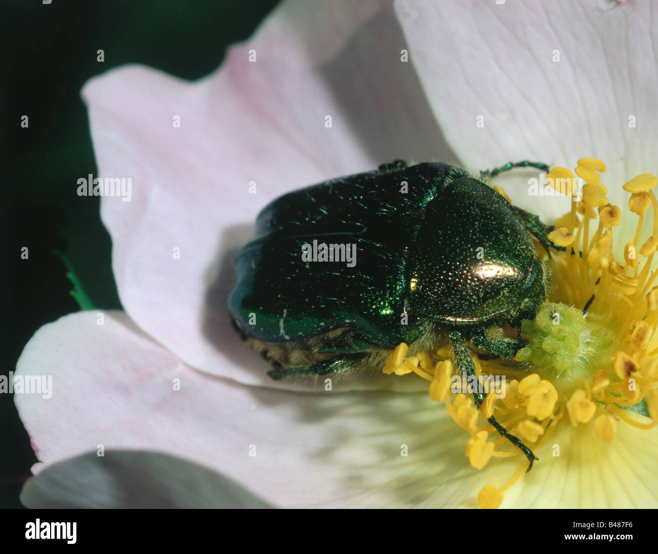 Chafer beetles hi-res stock photography and images - Alamy