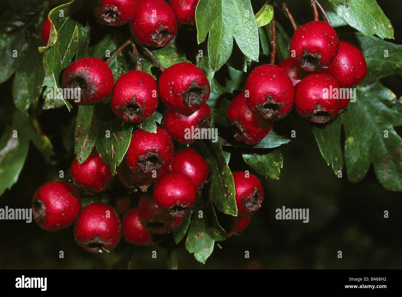 botany, Hawthorn, (Crataegus), Common Hawthorn, (Crataegus monogyna ...