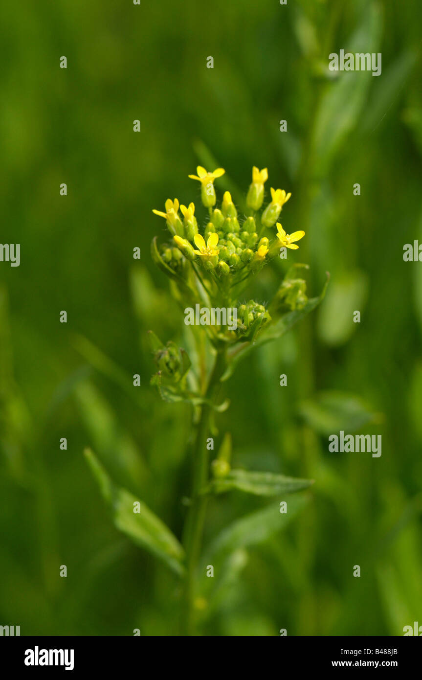 Bigseed False Flax, Wild Flax (Camelina sativa), flowering Stock Photo ...