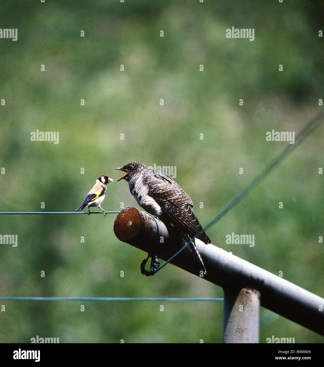 Feeding the cuckoo hi-res stock photography and images - Alamy