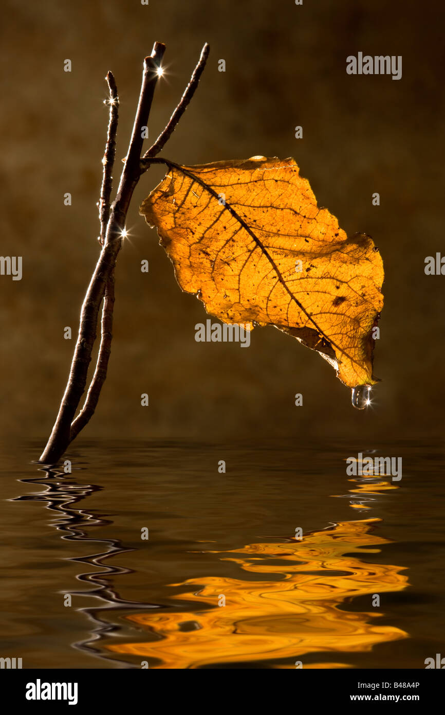 Last yellow beech tree leaf reflected in water Stock Photo - Alamy