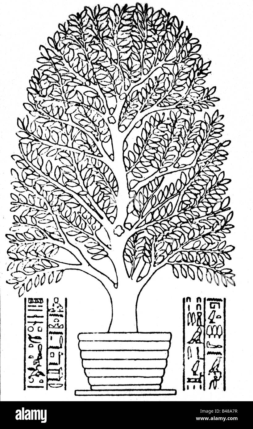 Boswellia plant Black and White Stock Photos & Images - Alamy