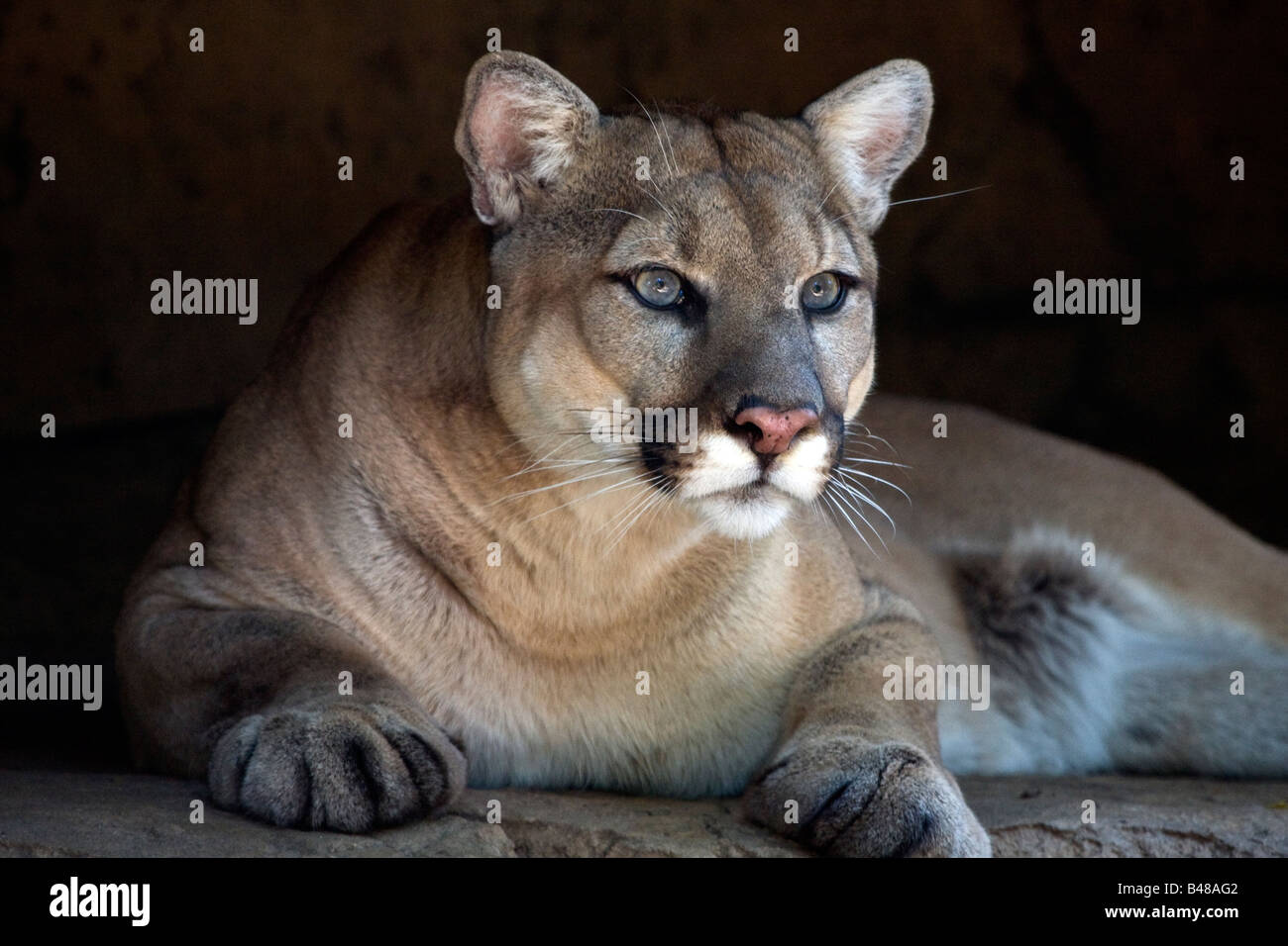 Pumas mountain lions hi-res stock photography and images - Alamy
