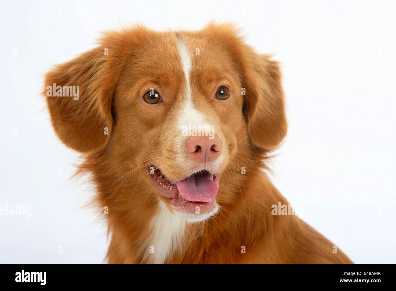 Adult duck tolling retriever hi-res stock photography and images - Alamy