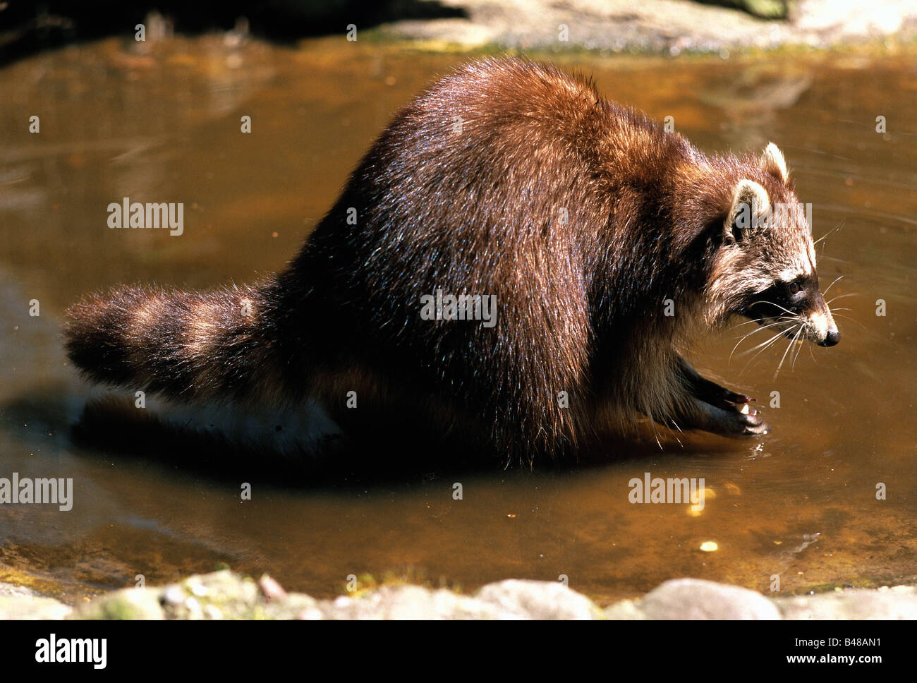 zoology / animals, mammal / mammalian, Procyonidae, Common raccoon ...