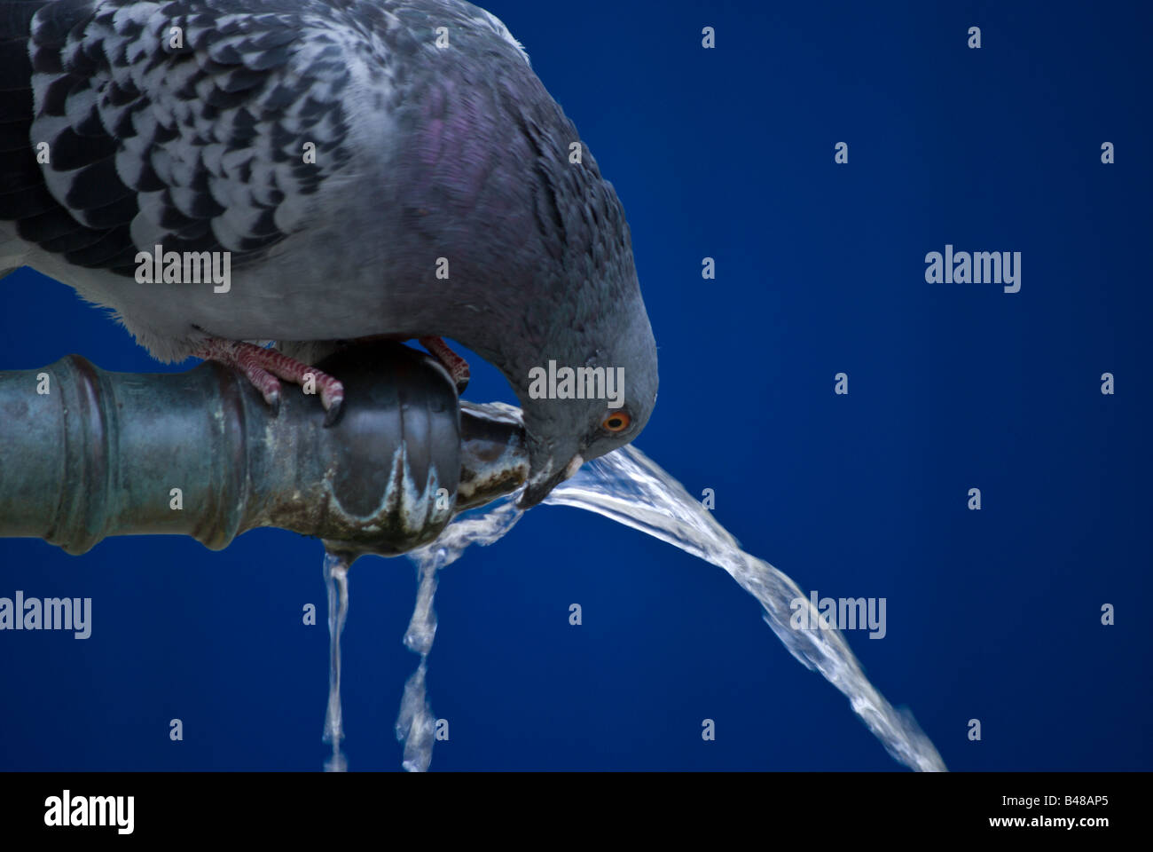 A pigeon is drinking from a water fountain Stock Photo - Alamy
