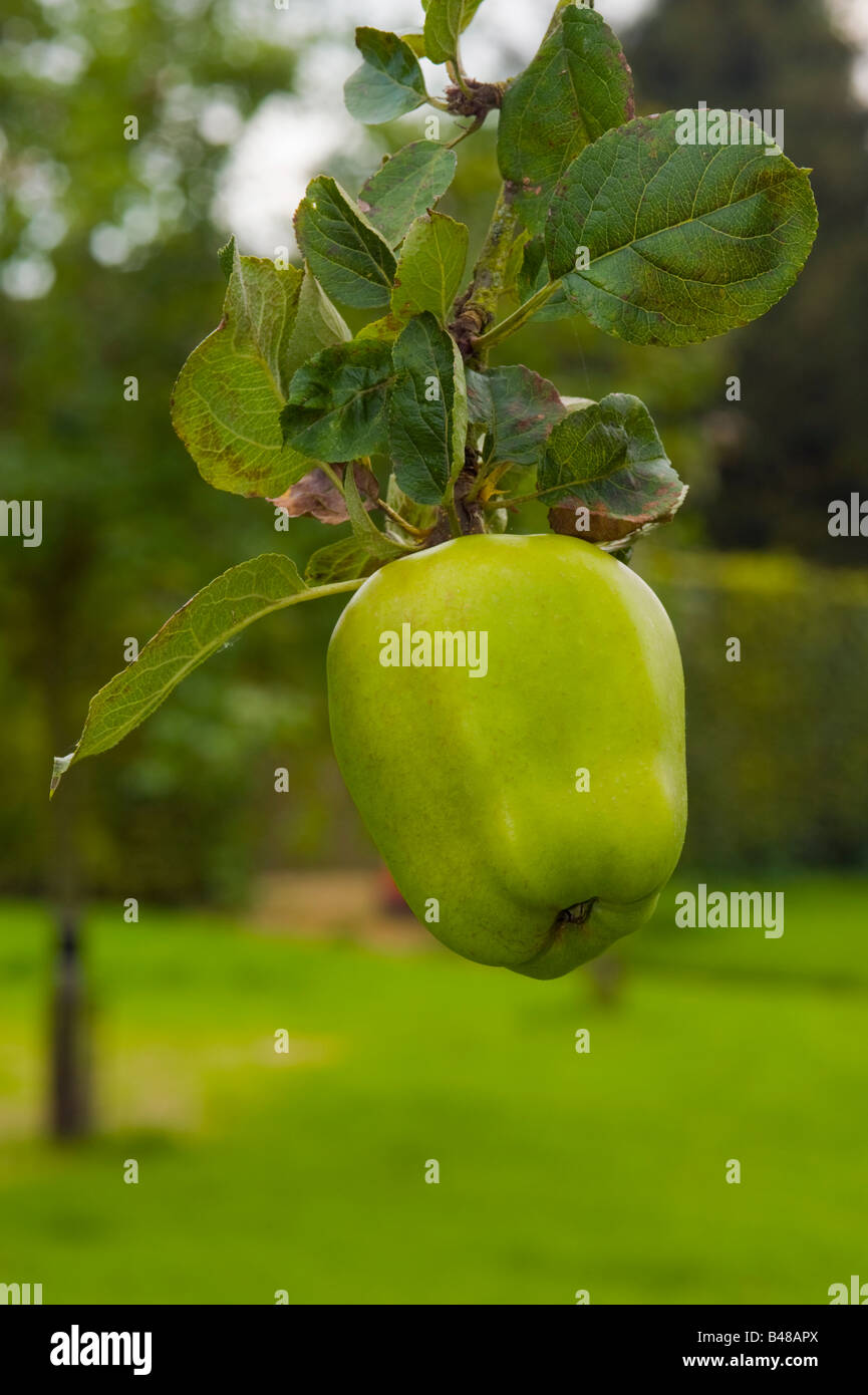 Cats head apple hi-res stock photography and images - Alamy