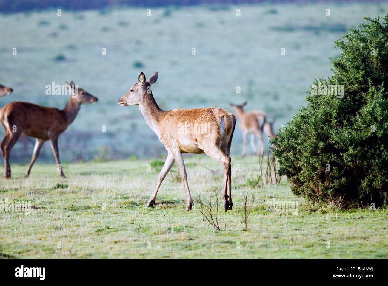 Red deer female in the rut Stock Photo - Alamy
