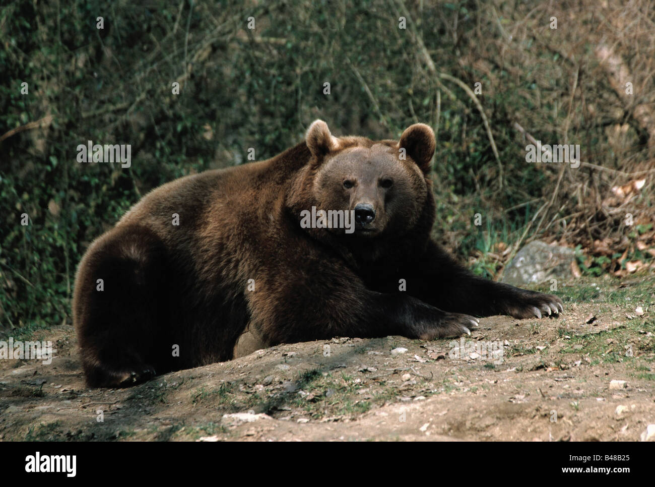 zoology / animals, mammal / mammalian, Ursidae, Brown Bear (Ursus ...