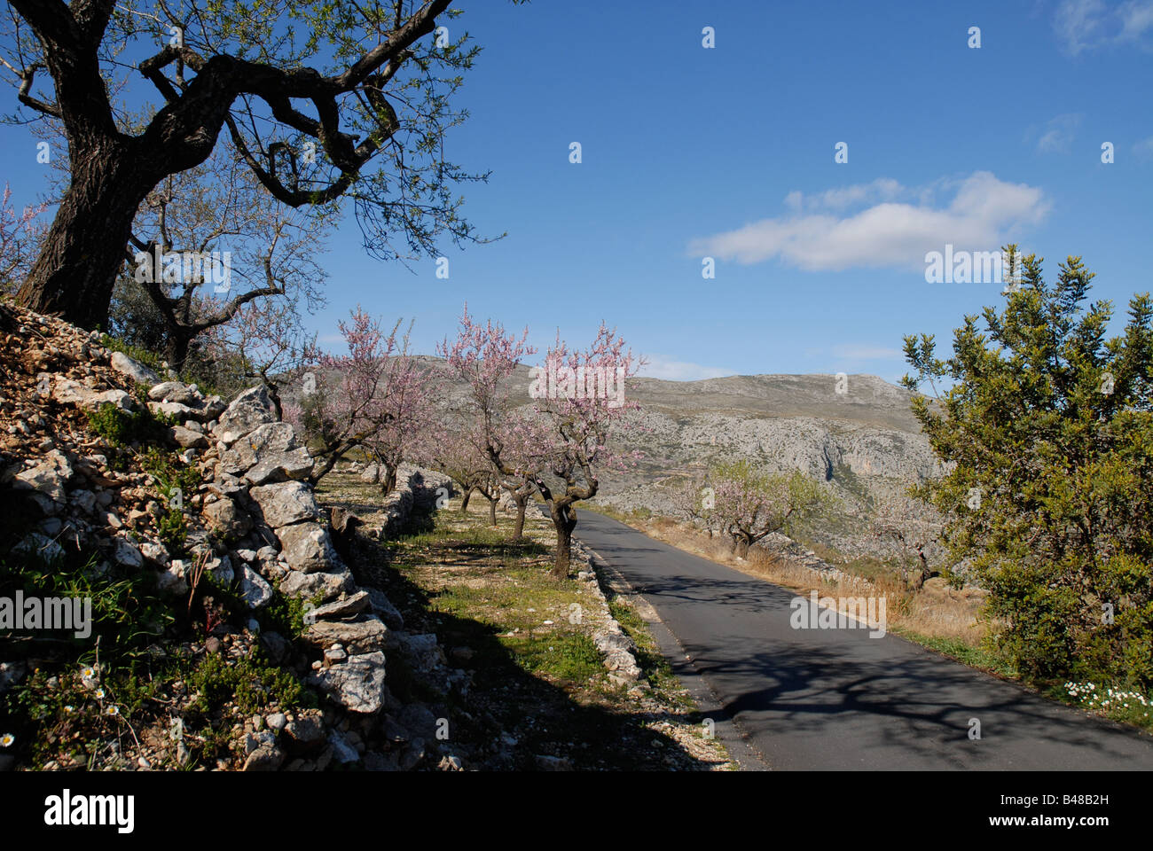 mountain road and almond blossom near Benimaurell, Marina Alta ...