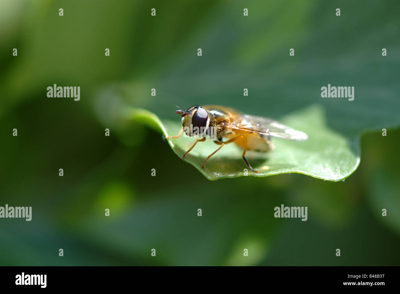 Fly resting leaf hi-res stock photography and images - Alamy