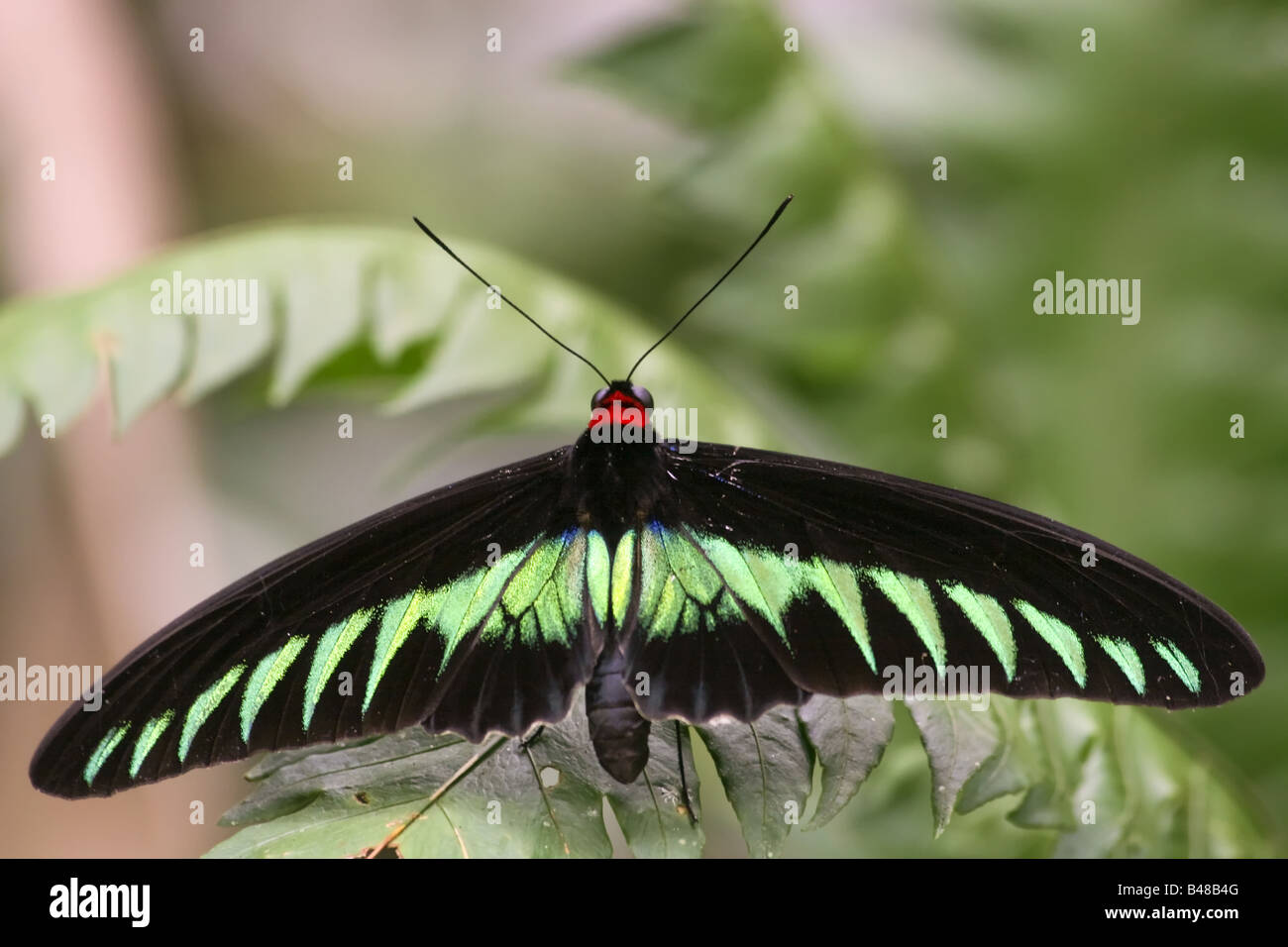 Trogonoptera species hi-res stock photography and images - Alamy