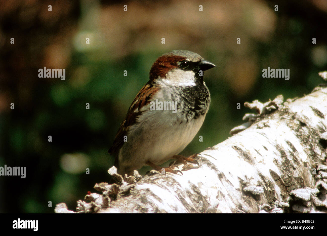 zoology / animals, avian / bird, Passeridae, House Sparrow (Passer ...