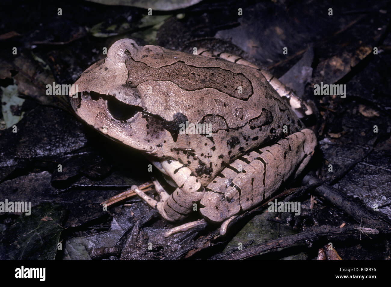 Great barred frog Great barred river frog Mixophyes fasciolatus ...