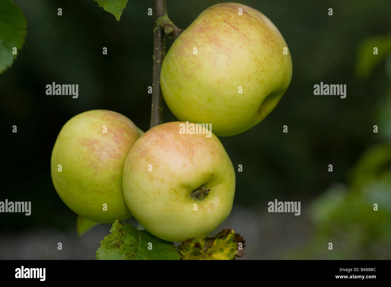 Apples Stirling Castle growing in an English orchard Stock Photo - Alamy