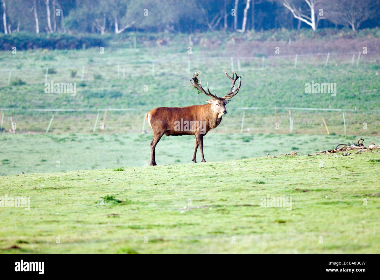 Stag legs hi-res stock photography and images - Alamy
