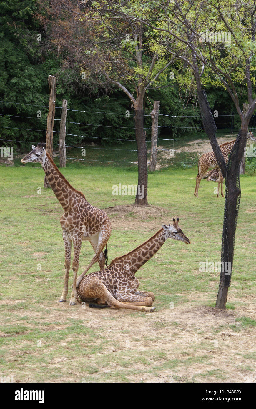 Giraffes in the open hi-res stock photography and images - Alamy