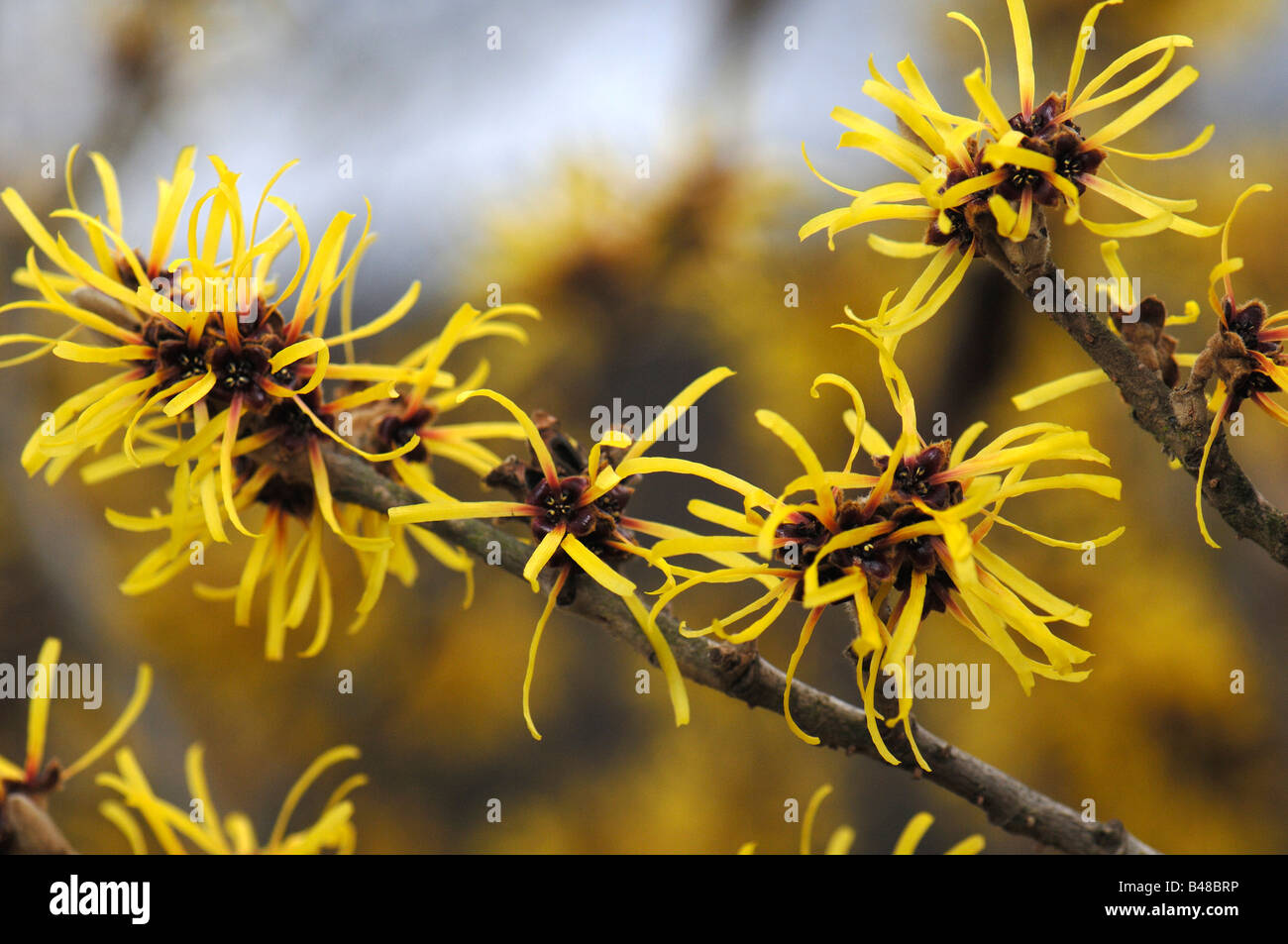 Hamamelis de hamamelis hi-res stock photography and images - Alamy