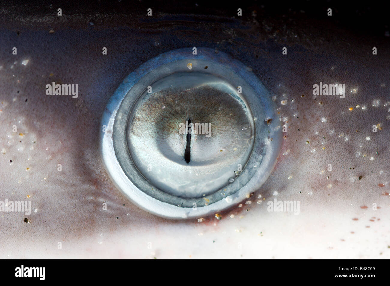 sharks eye close up macro Stock Photo - Alamy