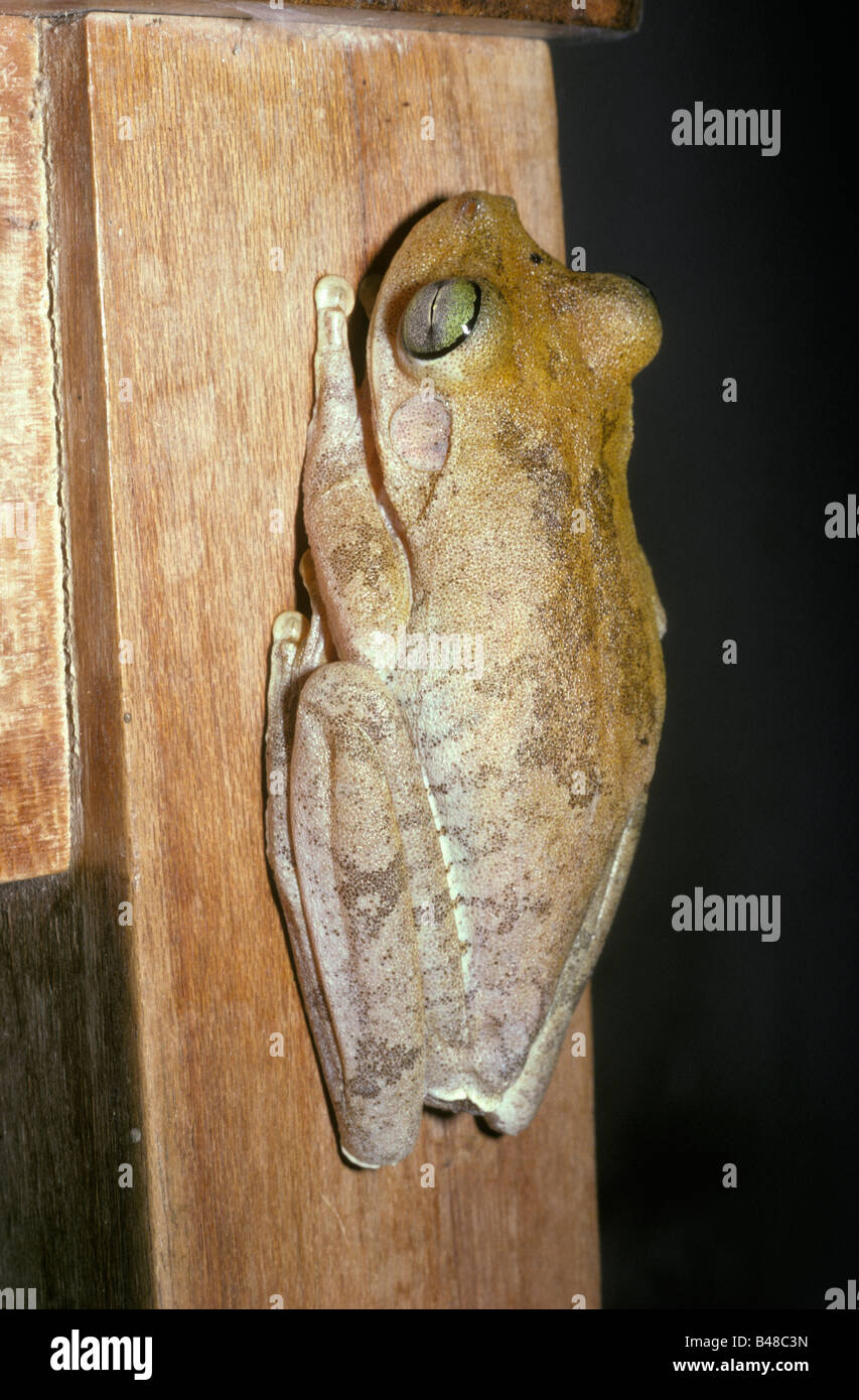 Rattle voiced tree frog Emerald eyed tree frog Hyla crepitans hanging ...