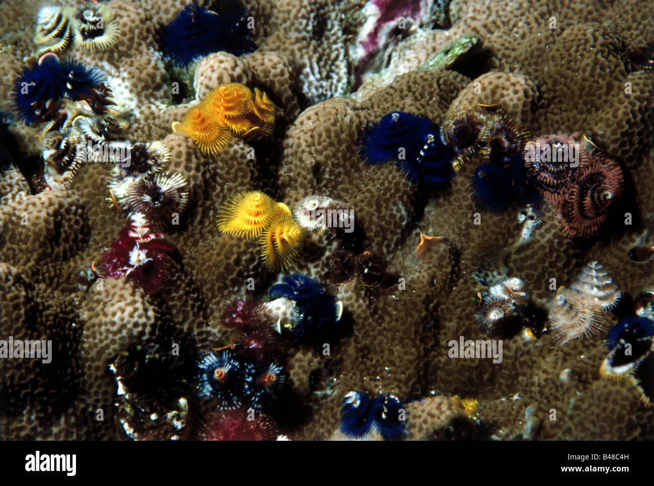 Serpulidae hi-res stock photography and images - Alamy