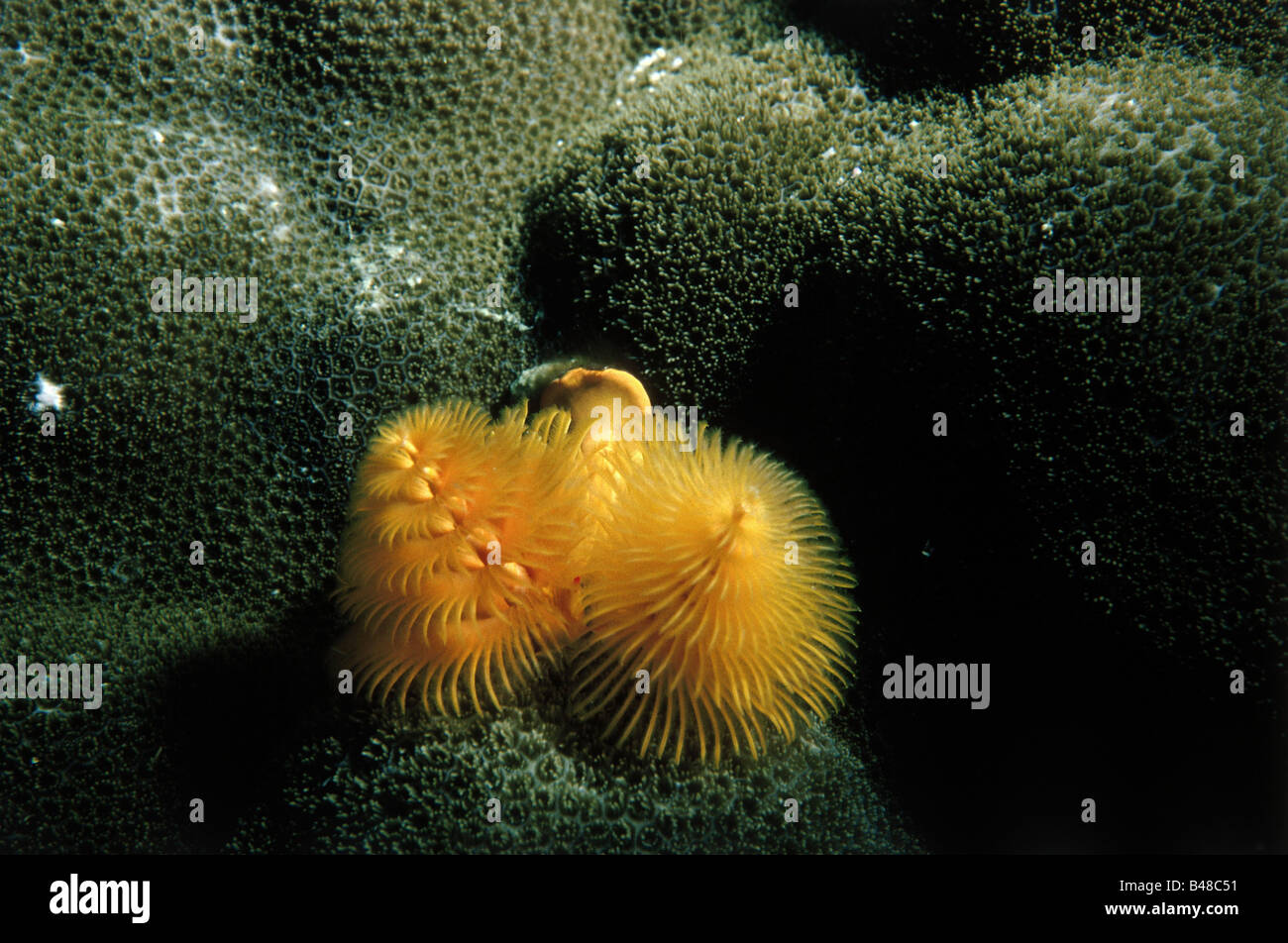 Serpulidae hi-res stock photography and images - Alamy