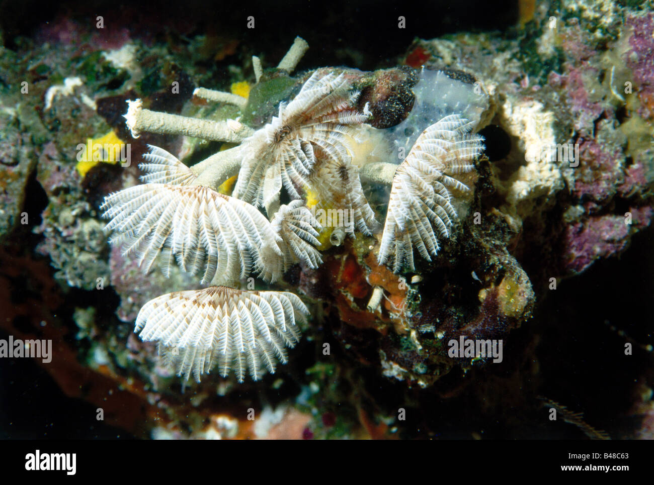 Bristle animal bristle animals hi-res stock photography and images - Alamy