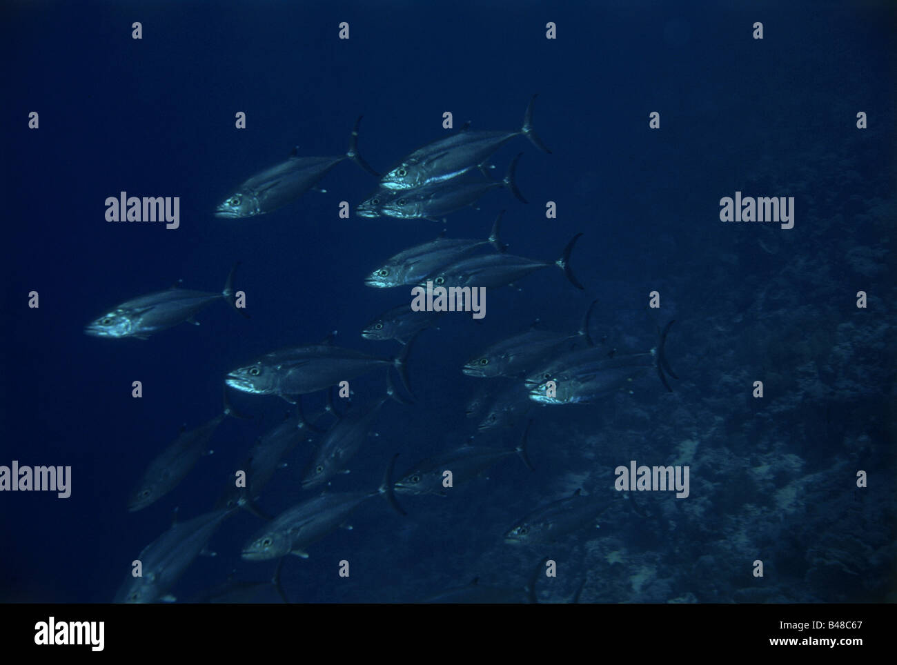 Fish swarm tuna hi-res stock photography and images - Alamy