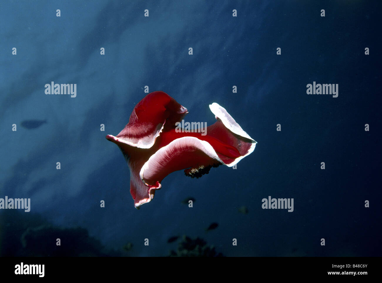 zoology / animals, mollusc, snails, (Gastropoda), nudibranch ...