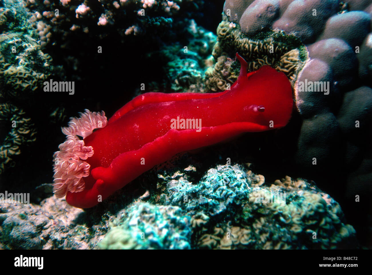 zoology / animals, mollusc, snails, (Gastropoda), nudibranch ...