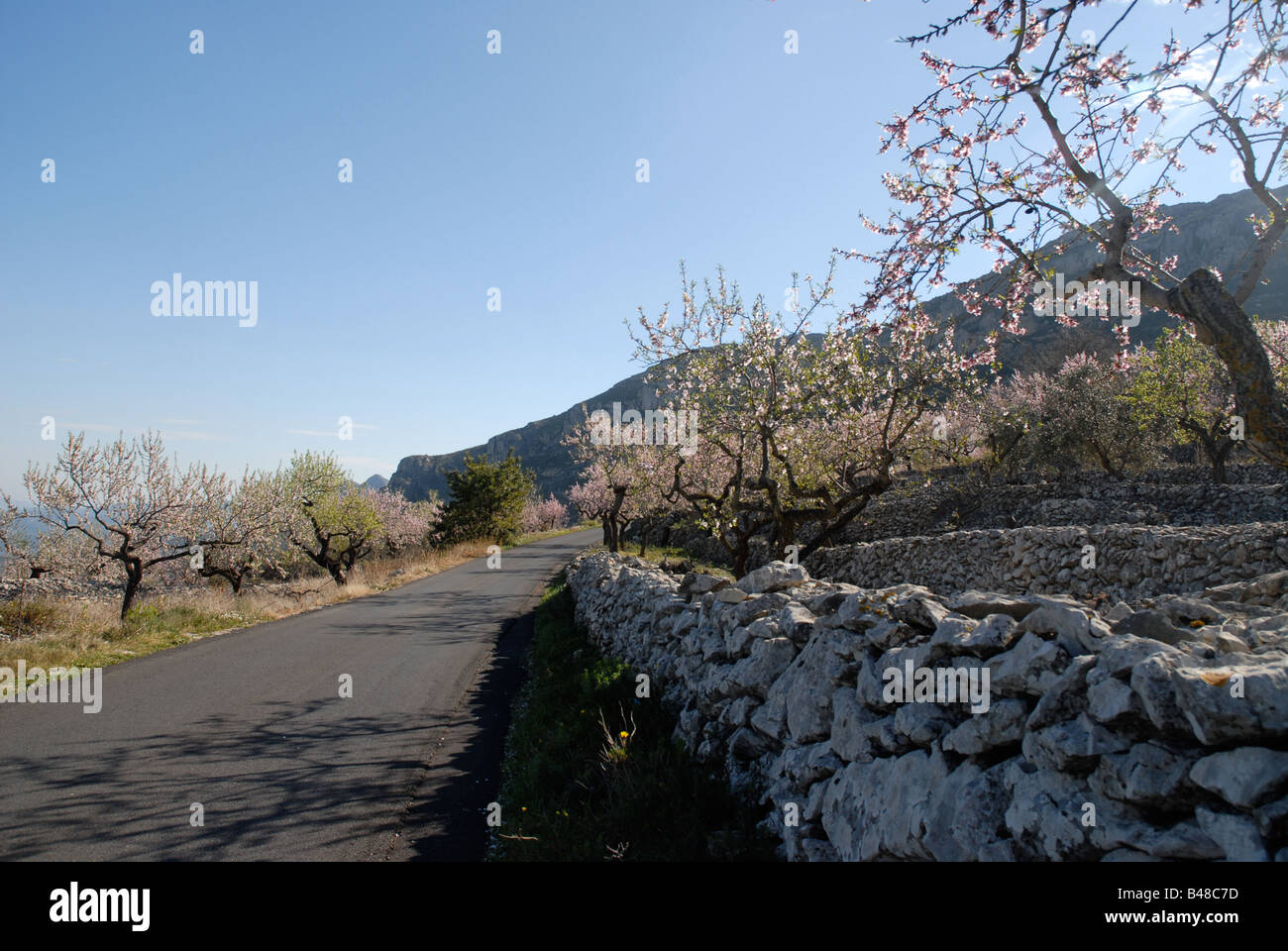 mountain road and almond blossom near Benimaurell, Marina Alta ...