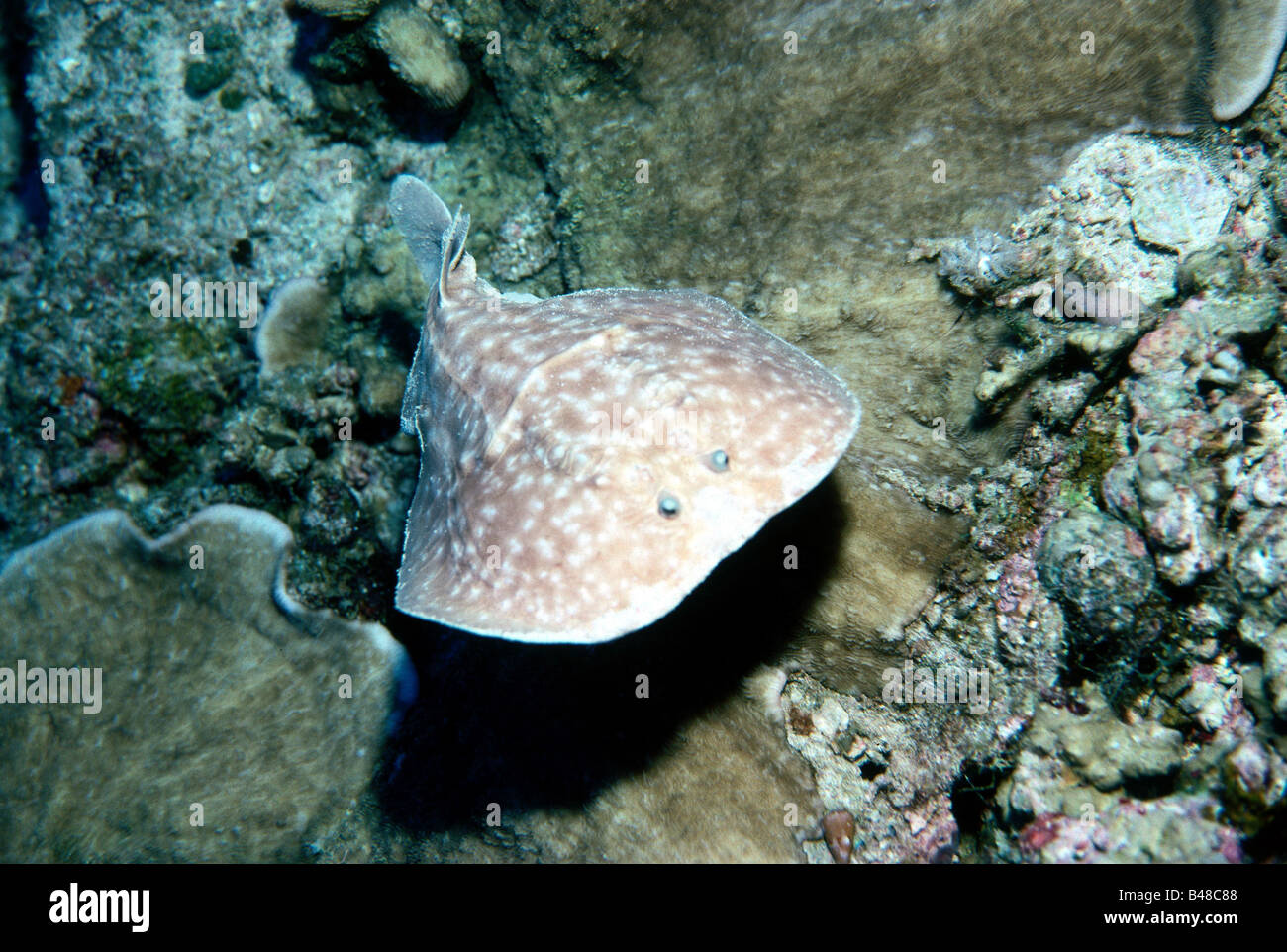 zoology / animals, fish, rays, Electric Ray, (Torpedinidae), Panther ...