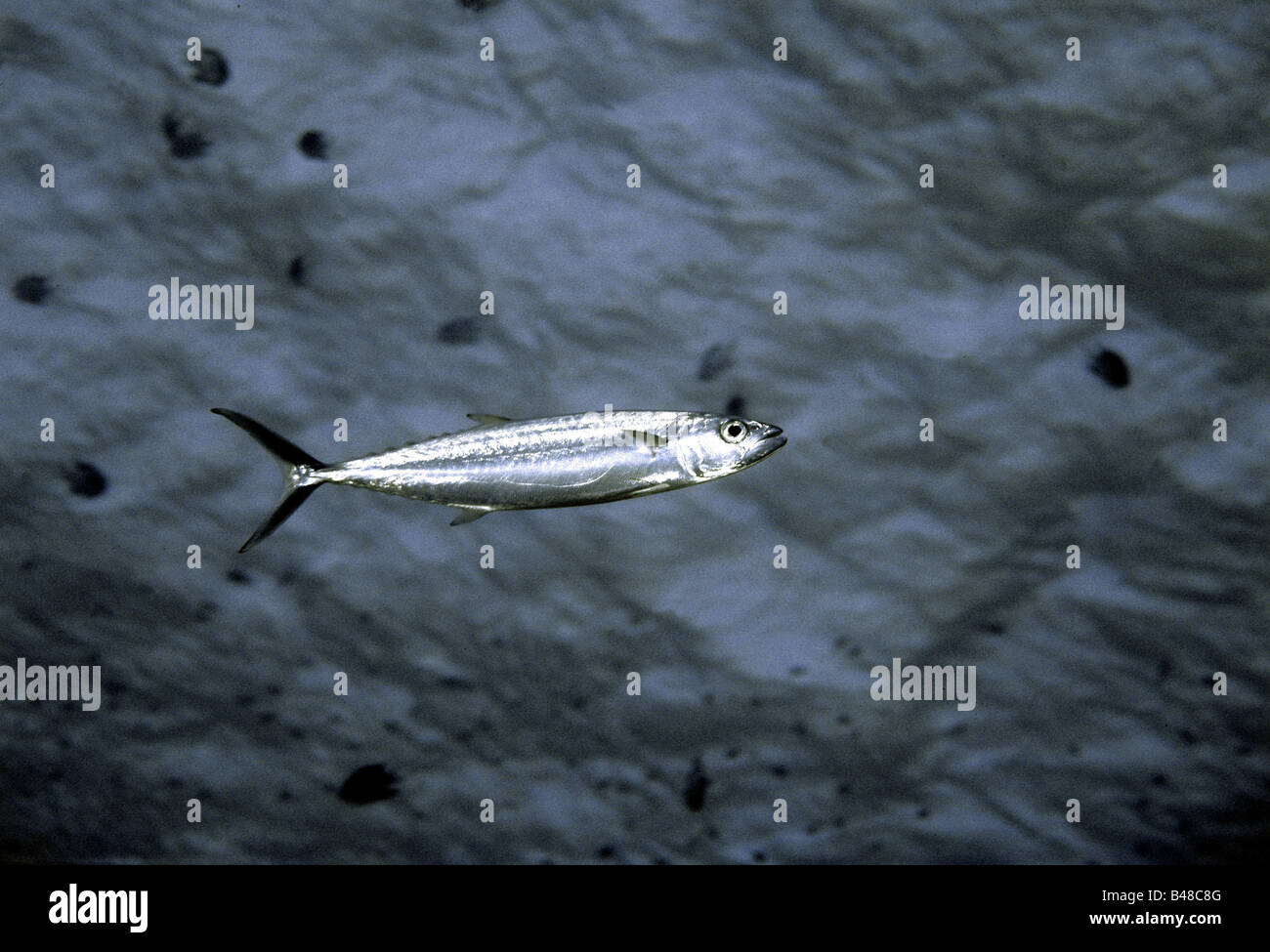 Double lined mackerel hi-res stock photography and images - Alamy