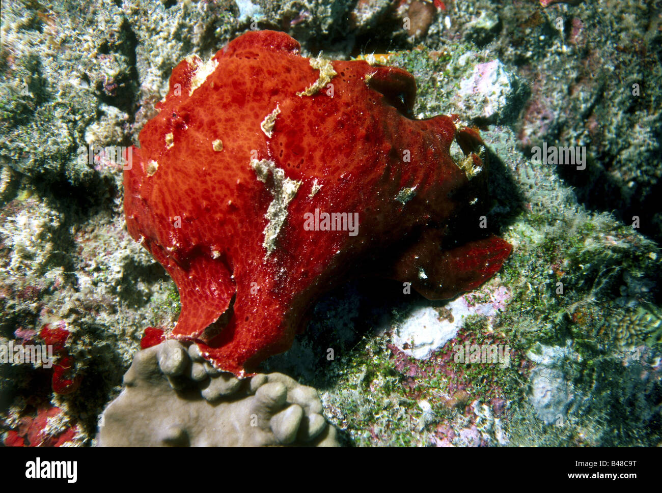 Painted anglerfish hi-res stock photography and images - Alamy