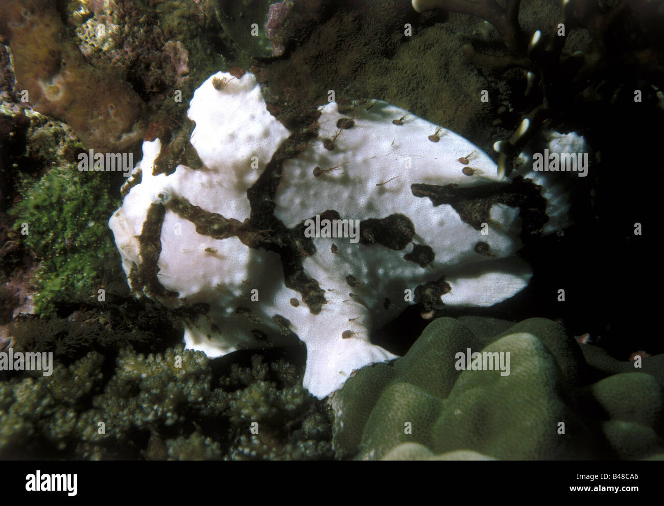 zoology / animals, fish, Anglerfish, Clown frog fish, (Antennarius ...