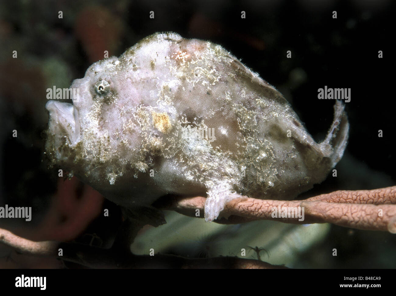 Frogfish Anglerfish High Resolution Stock Photography and Images - Alamy