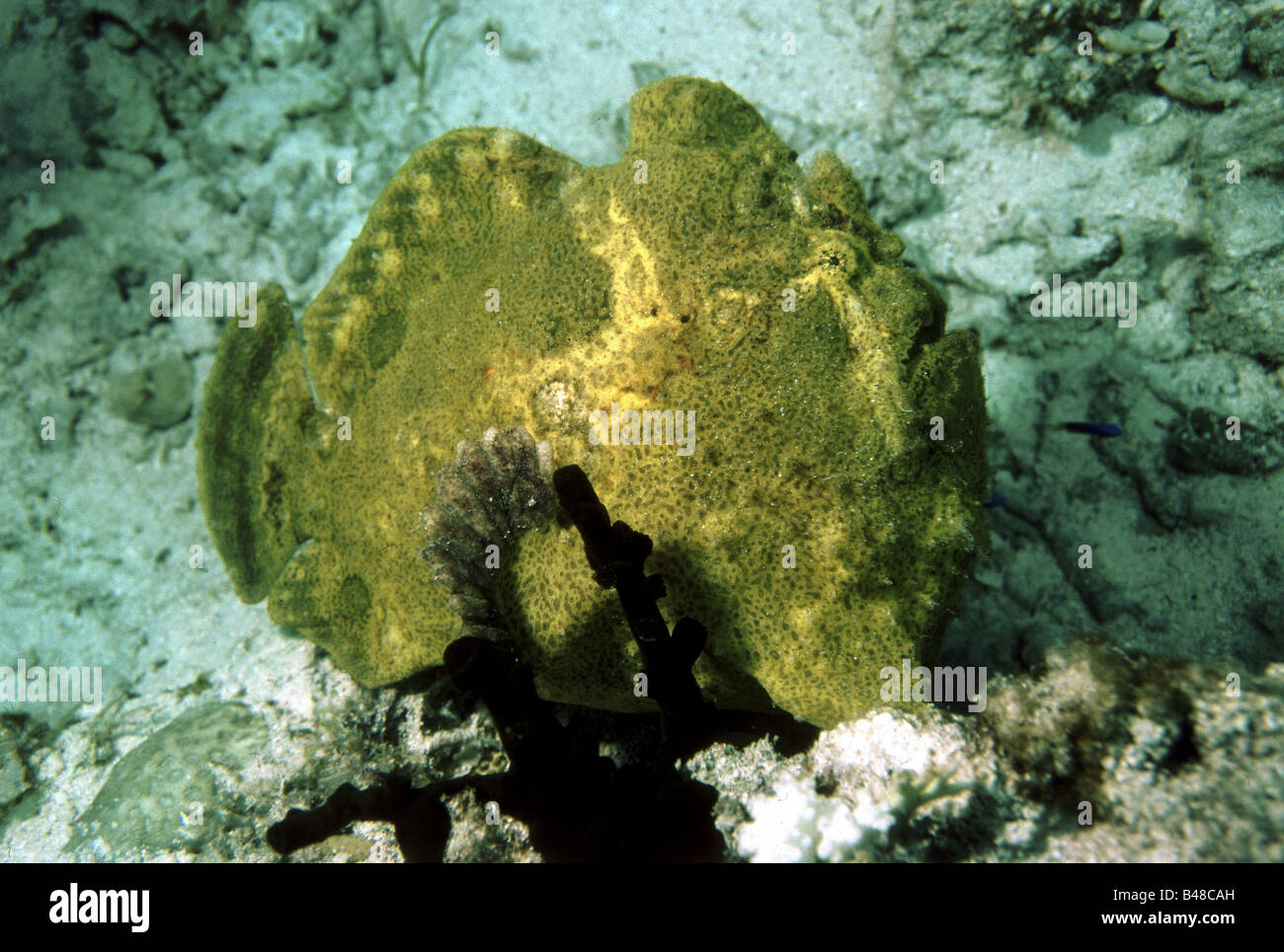 Animals indo pacific ocean hi-res stock photography and images - Alamy