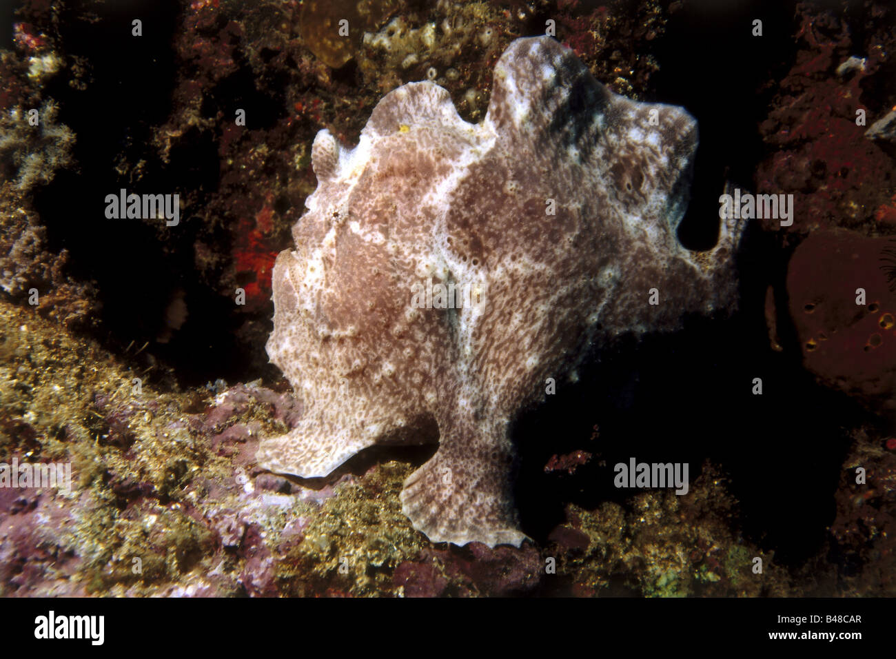zoology / animals, fish, Anglerfish, Giant frog fish, (Antennarius ...