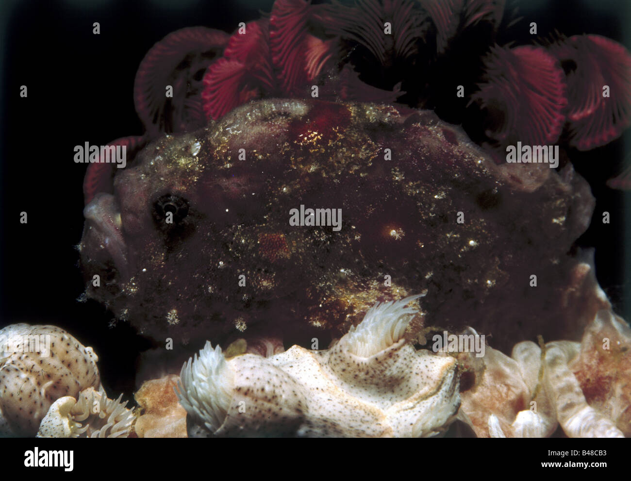 zoology / animals, fish, Anglerfish, Spotfin Frogfish, (Antennarius ...